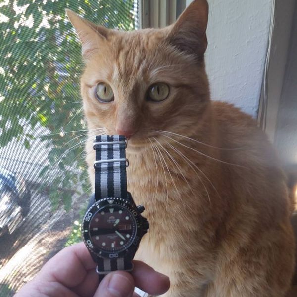 [WTS] Orient Ray Raven (Gen. 1) | WatchCharts